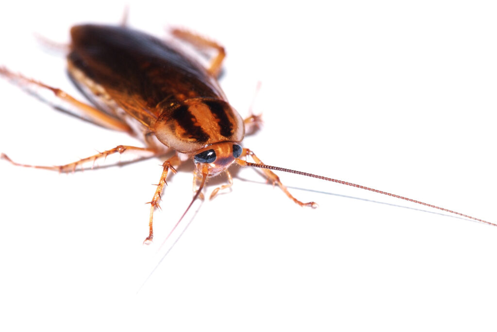How to Tell If You Have a German Roach Infestation - Action Life Media